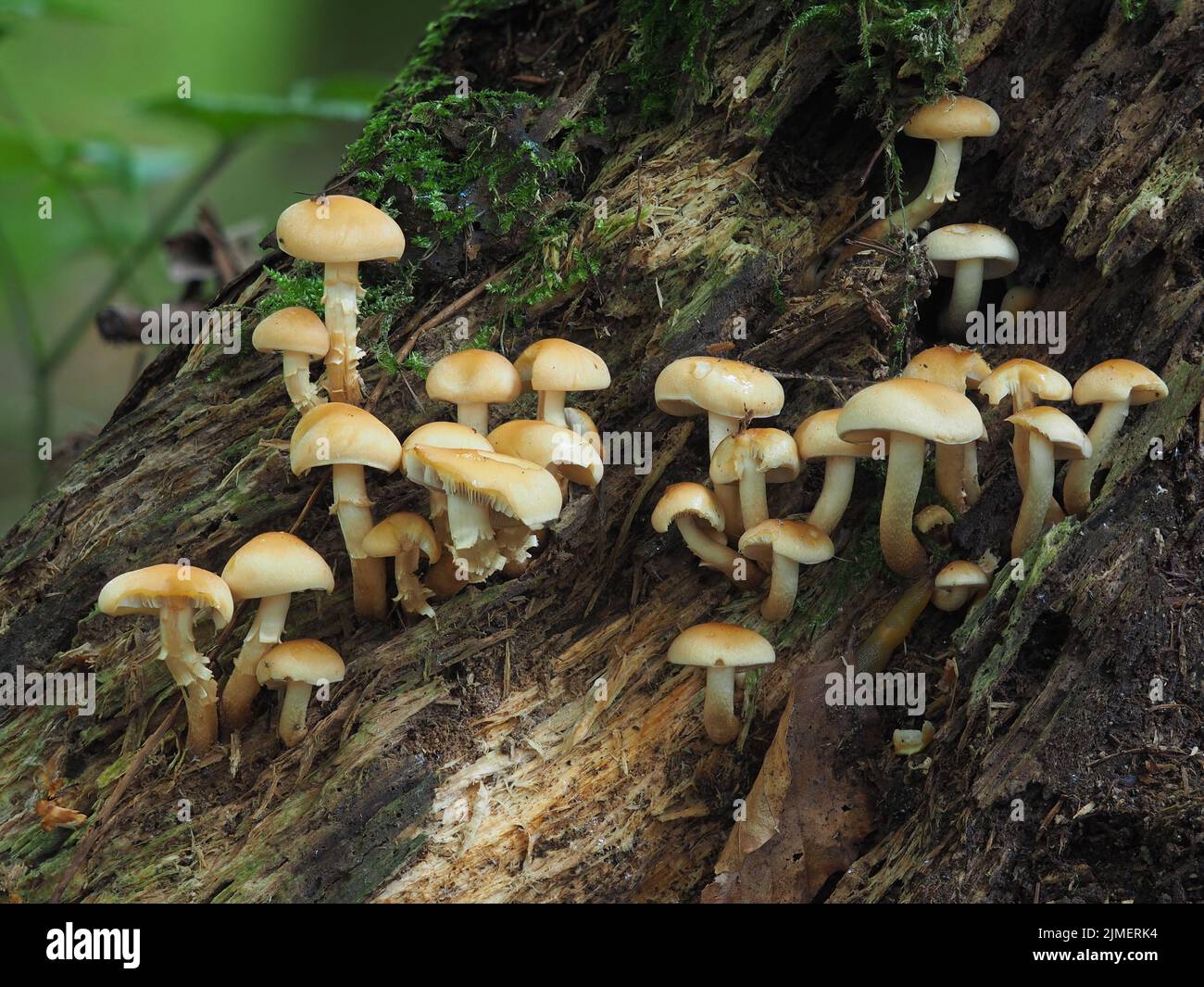 Conifer Tuft (Hypholoma capnoides Stock Photo - Alamy
