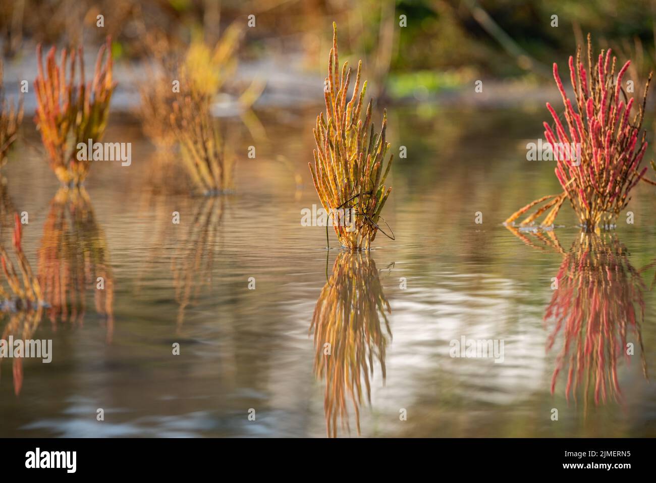 Shoot axes hi-res stock photography and images - Alamy