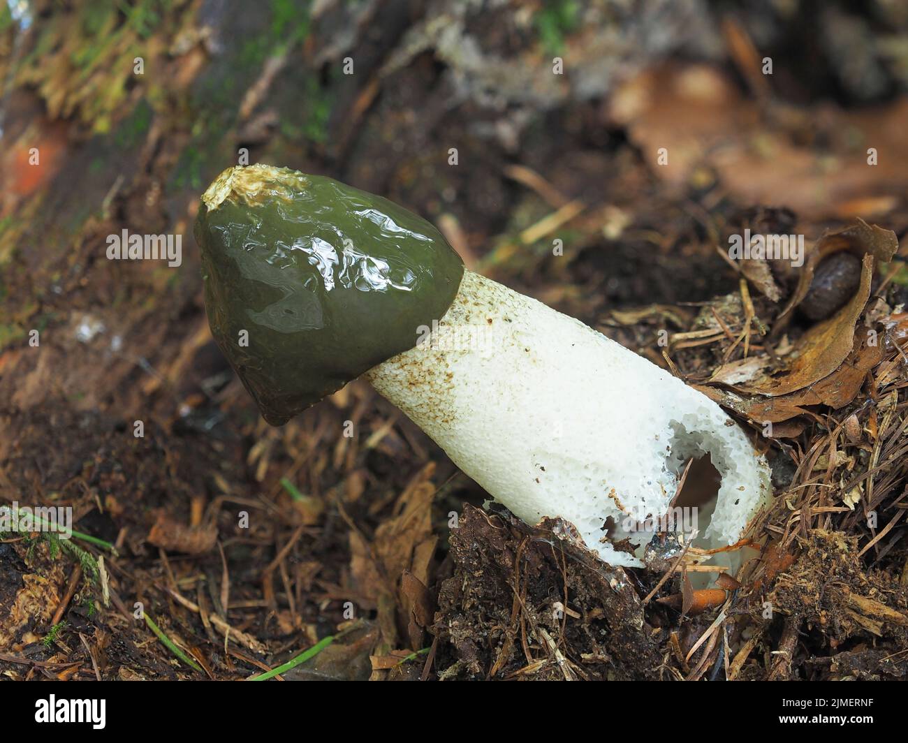 Common stinkhorn, Phallus impudicus Stock Photo - Alamy