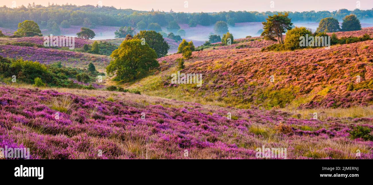 Posbank National park Veluwe, purple pink heather in bloom, blooming ...