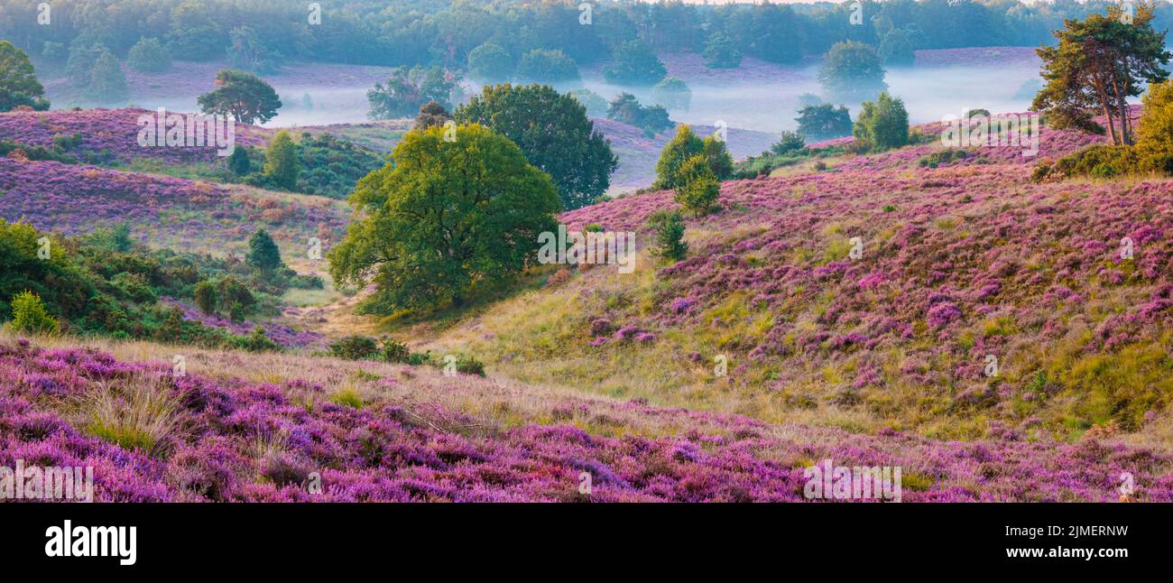 Posbank National park Veluwe, purple pink heather in bloom, blooming ...
