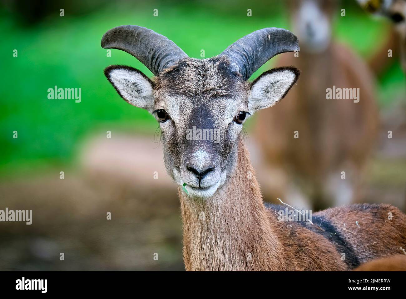 European mouflon (Ovis gmelini musimon Stock Photo - Alamy