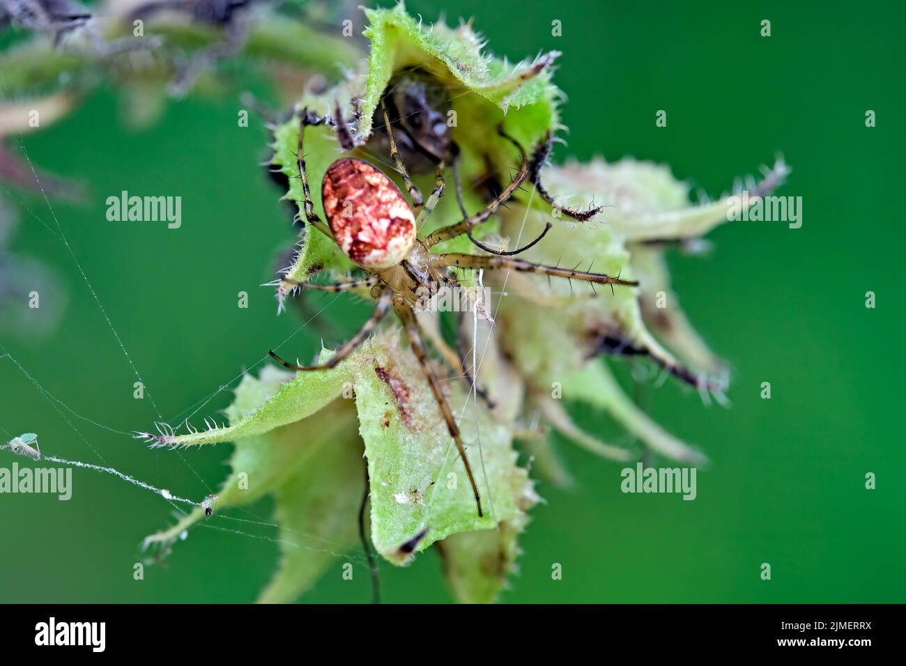 Autumn spider ( Metellina segmentata Stock Photo - Alamy