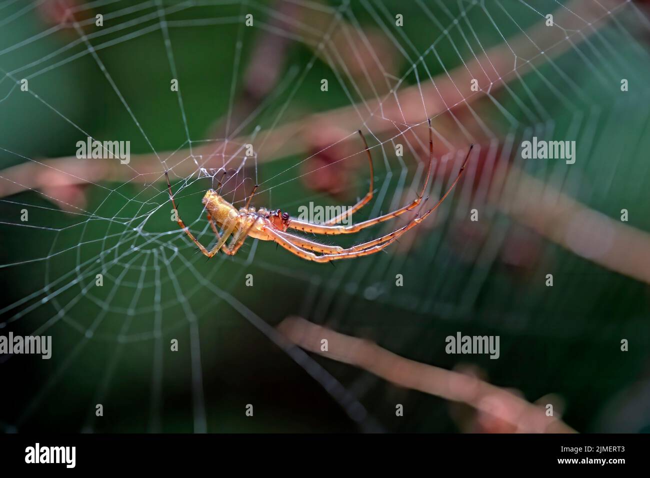 Autumn spider ( Metellina segmentata Stock Photo - Alamy