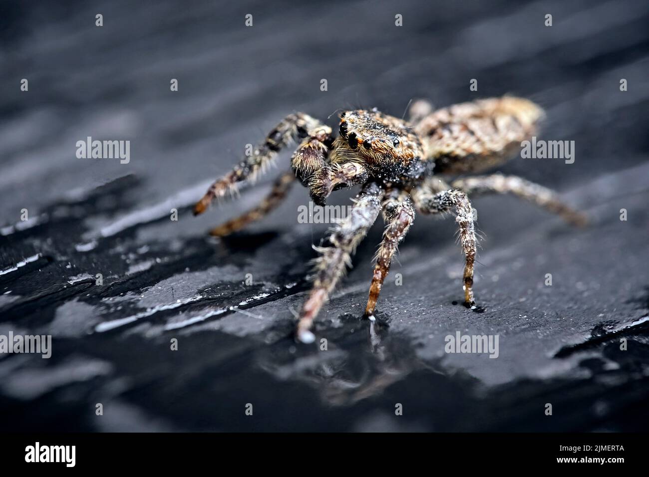 Spring spider hi-res stock photography and images - Alamy