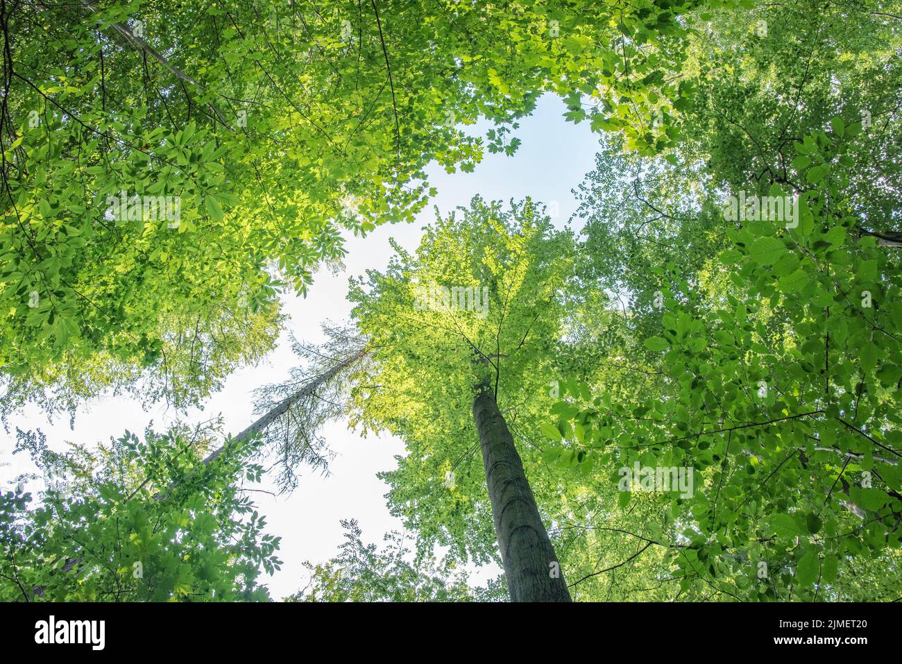 Batt hi-res stock photography and images - Alamy