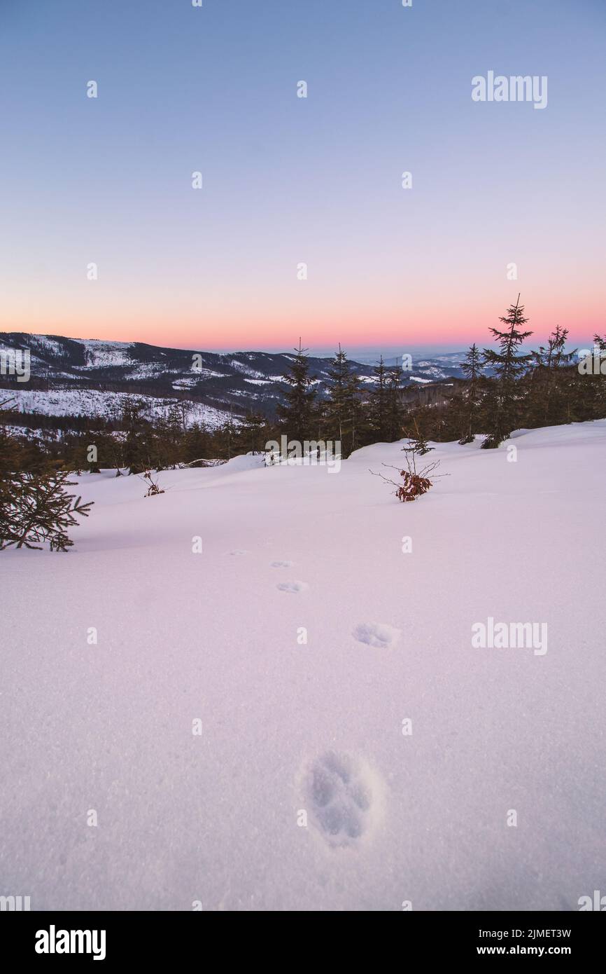 Animal tracks in the snow cover on the top of Barania Gora at sunrise ...