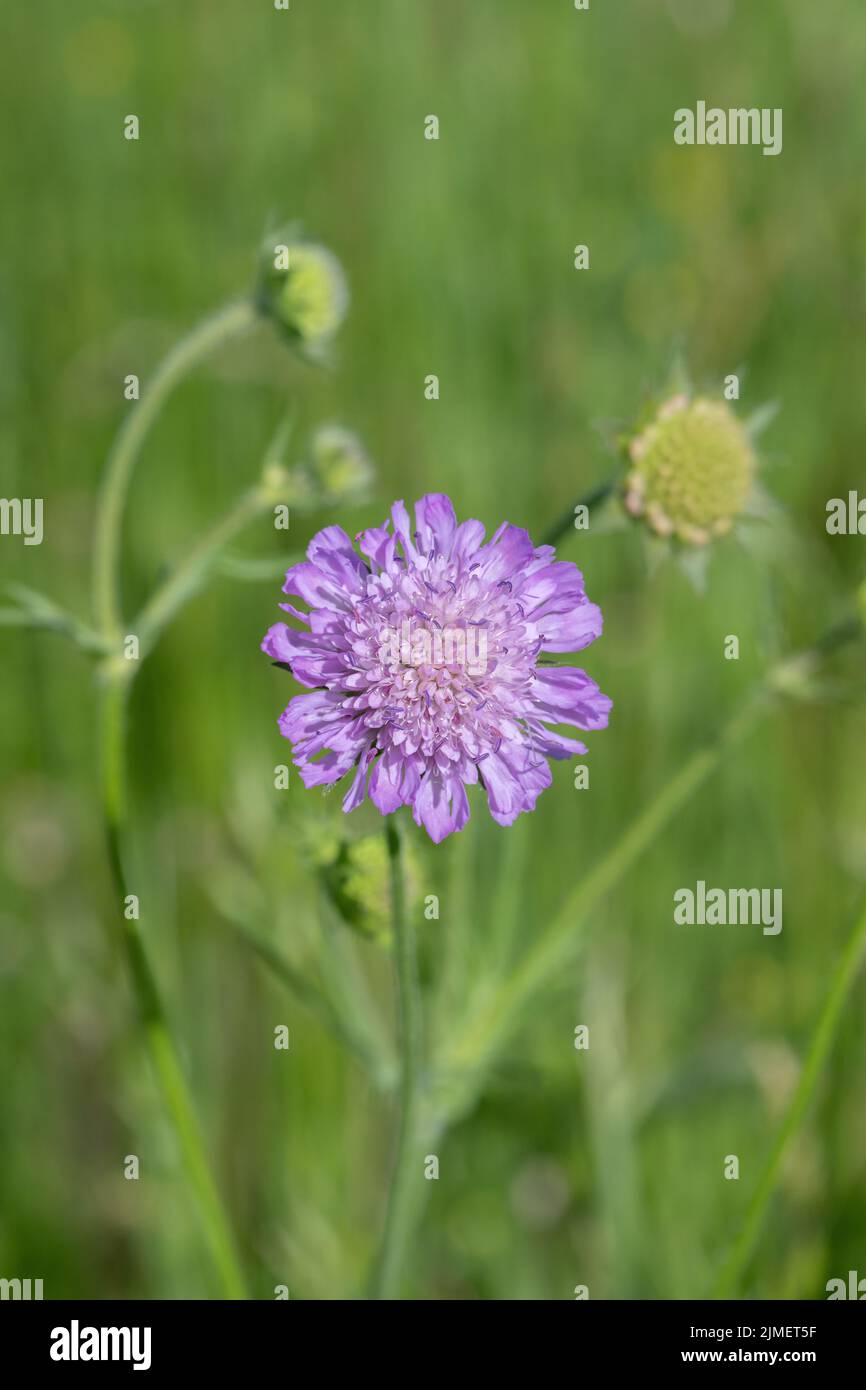 A flower meadow with blooming field scabious flowers (Knautia arvensis ...