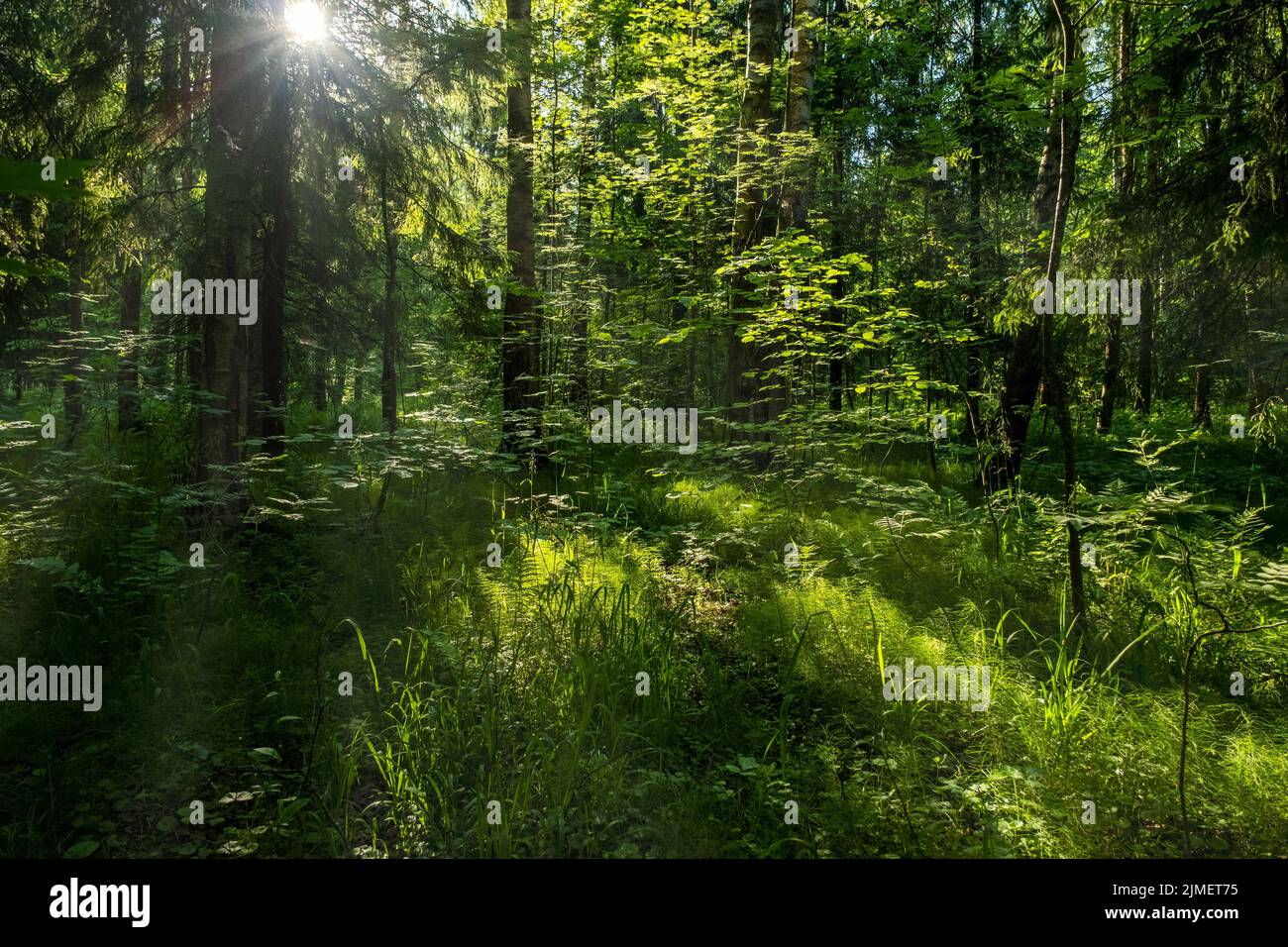 Forest landscape with trees and sun Stock Photo - Alamy