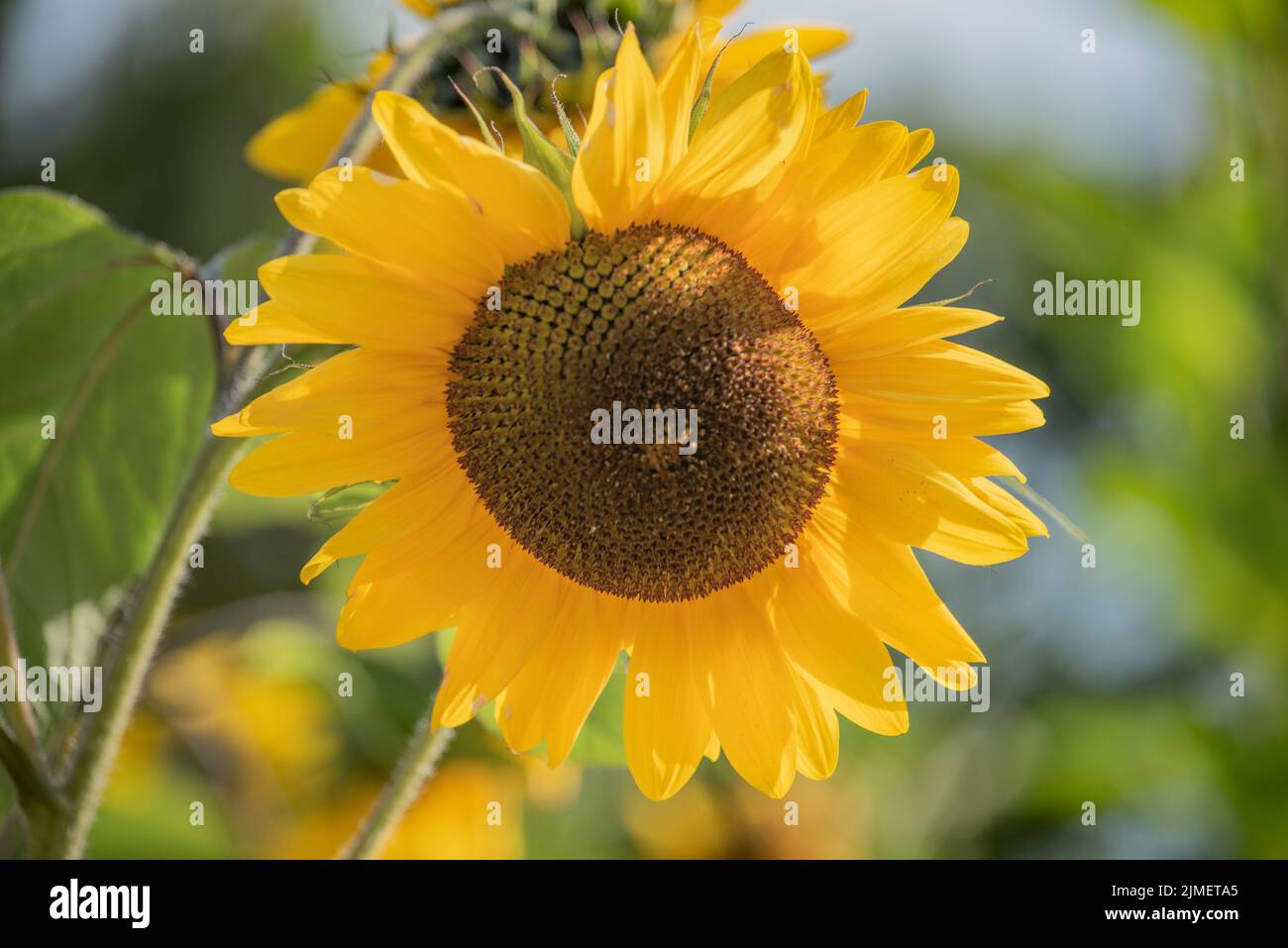 Sunflower height hi-res stock photography and images - Alamy