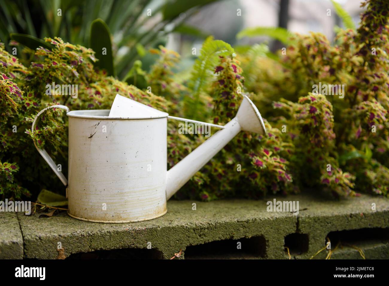 White antique watering can beside plant in garden Stock Photo - Alamy