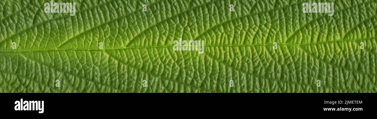 Leave texture hi-res stock photography and images - Alamy