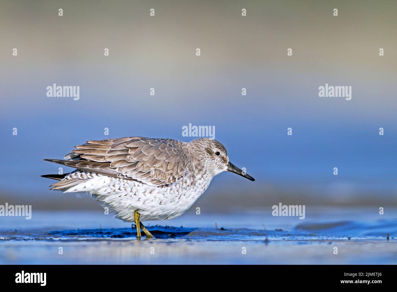 Red knot in winter hi-res stock photography and images - Alamy