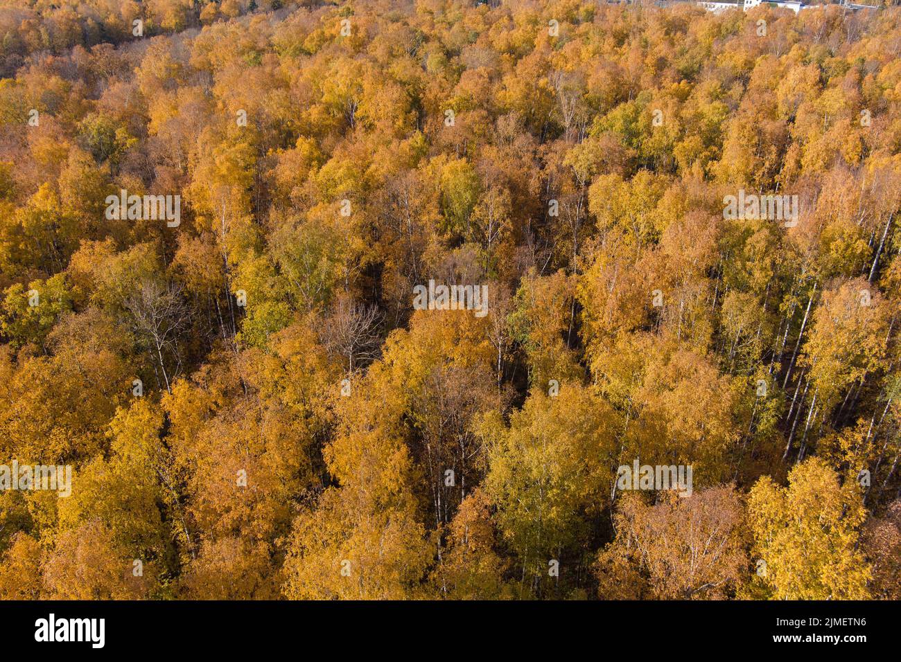 Golden autumn, Treetops from a bird's eye view at sunset, the drone ...