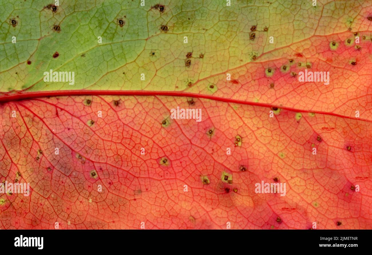 Autumn leave texture Stock Photo - Alamy