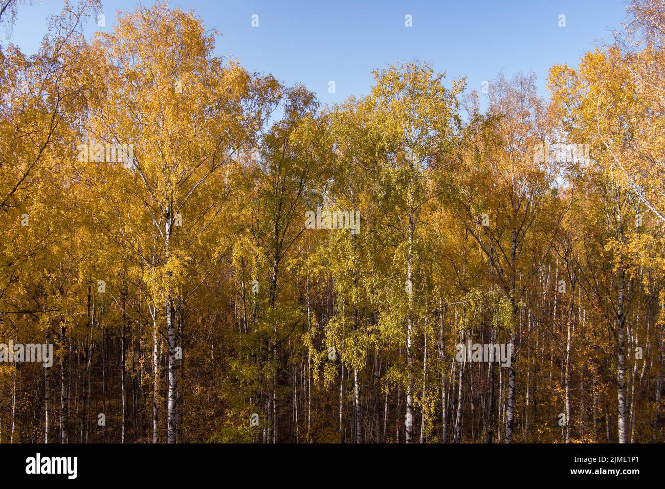 Golden autumn, Treetops from a bird's eye view at sunset, the drone ...