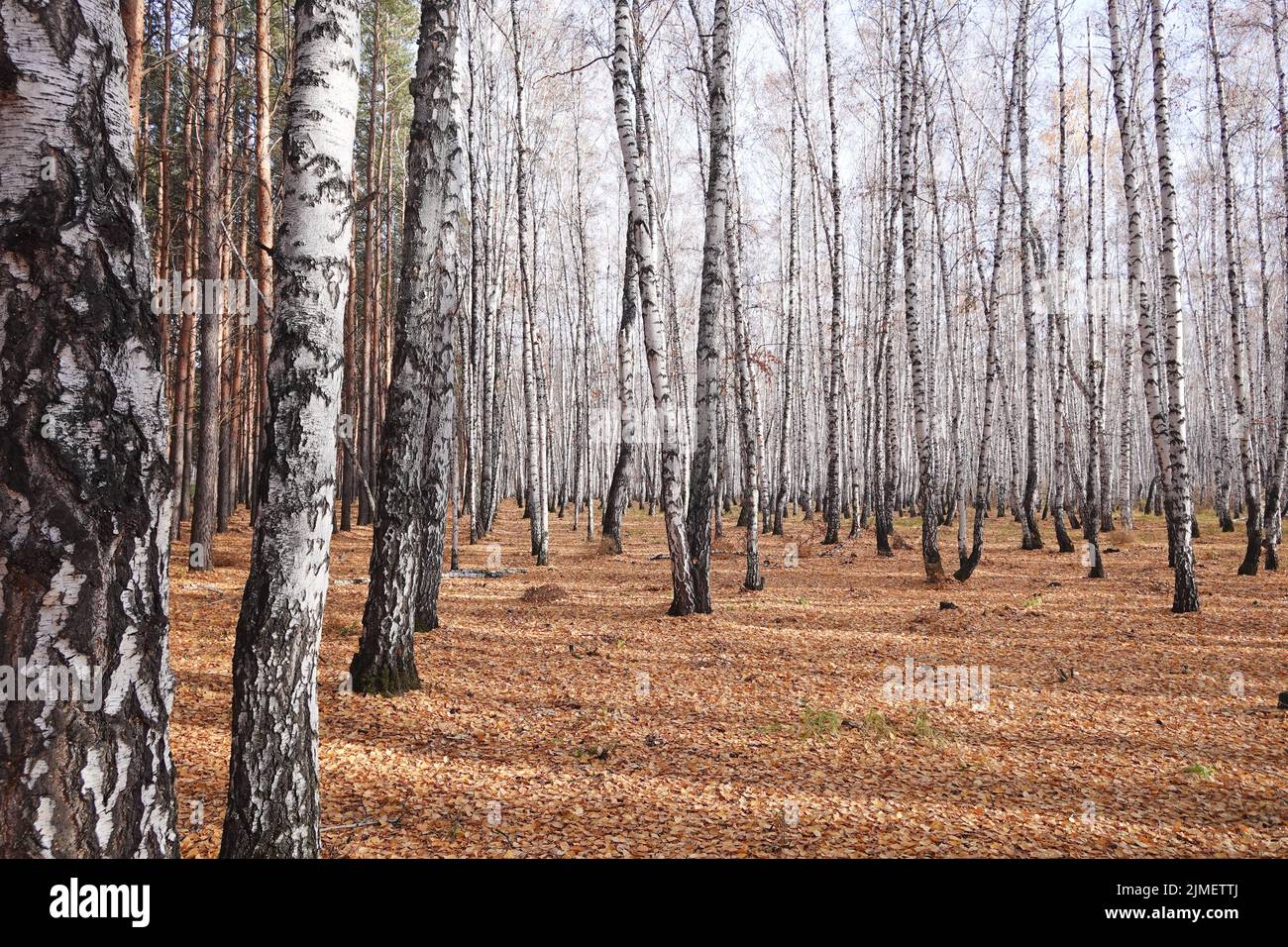 Beautiful forest scenery sunlight hi-res stock photography and images ...