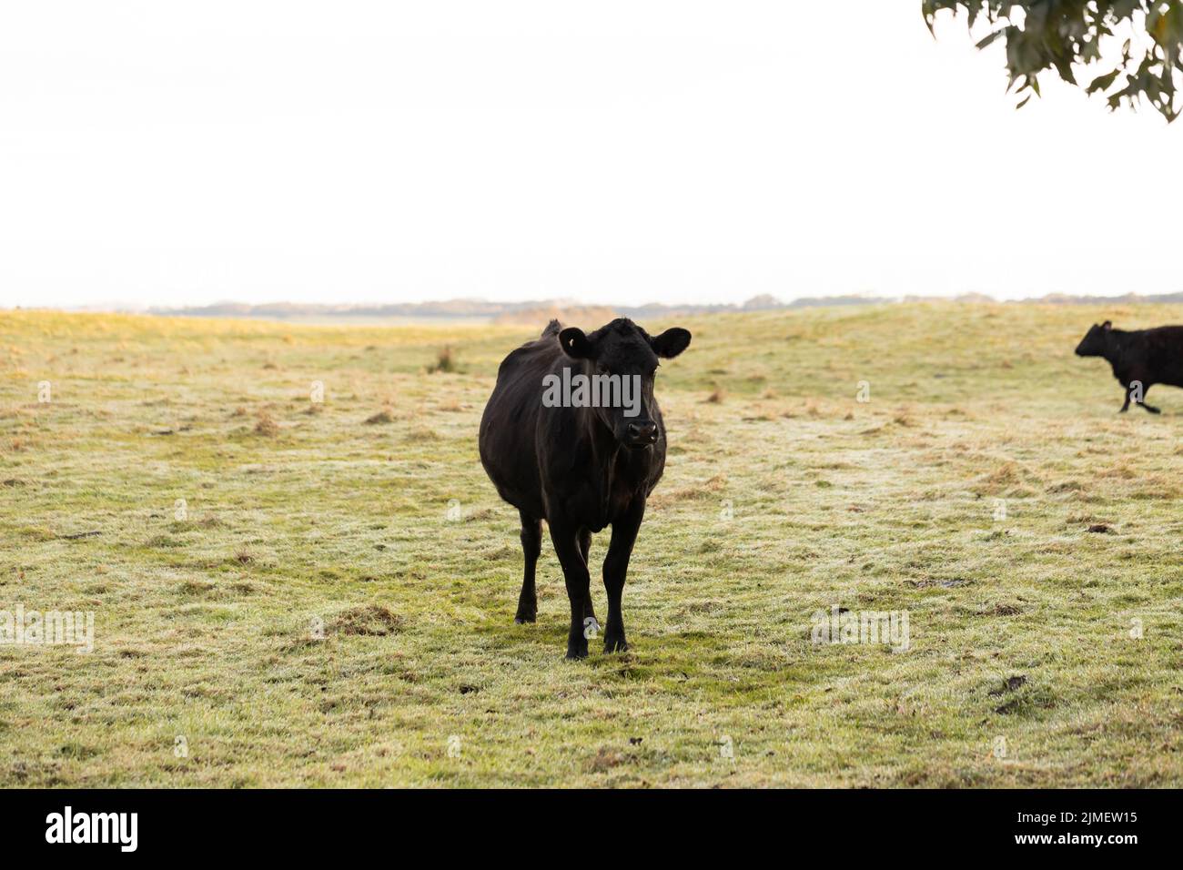 Australian paddock hi-res stock photography and images - Alamy