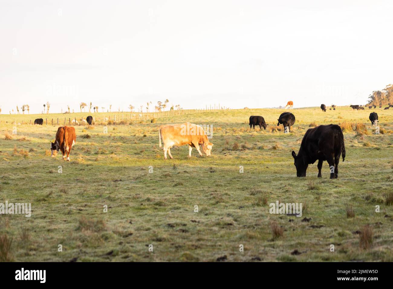 cows in a country australian paddock at sunrise, focus is on the light ...