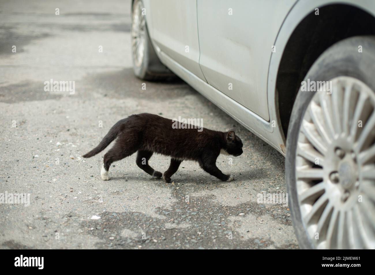 Cat under car. Cat runs under car. Live on street. Pet ran away Stock ...