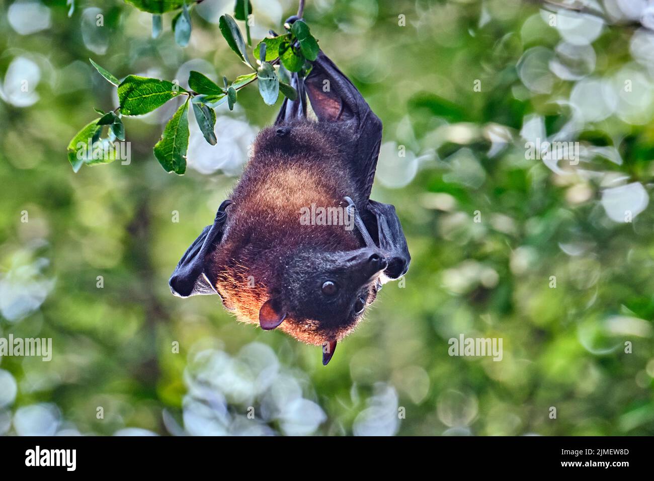 Island-flying fox (Pteropus hypomelanus condorensis Stock Photo - Alamy
