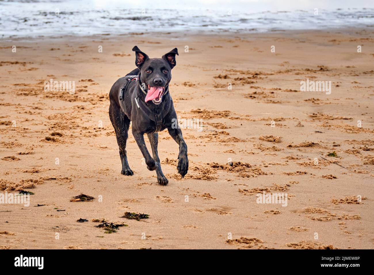 Black mongrel male on the dog beach Stock Photo - Alamy