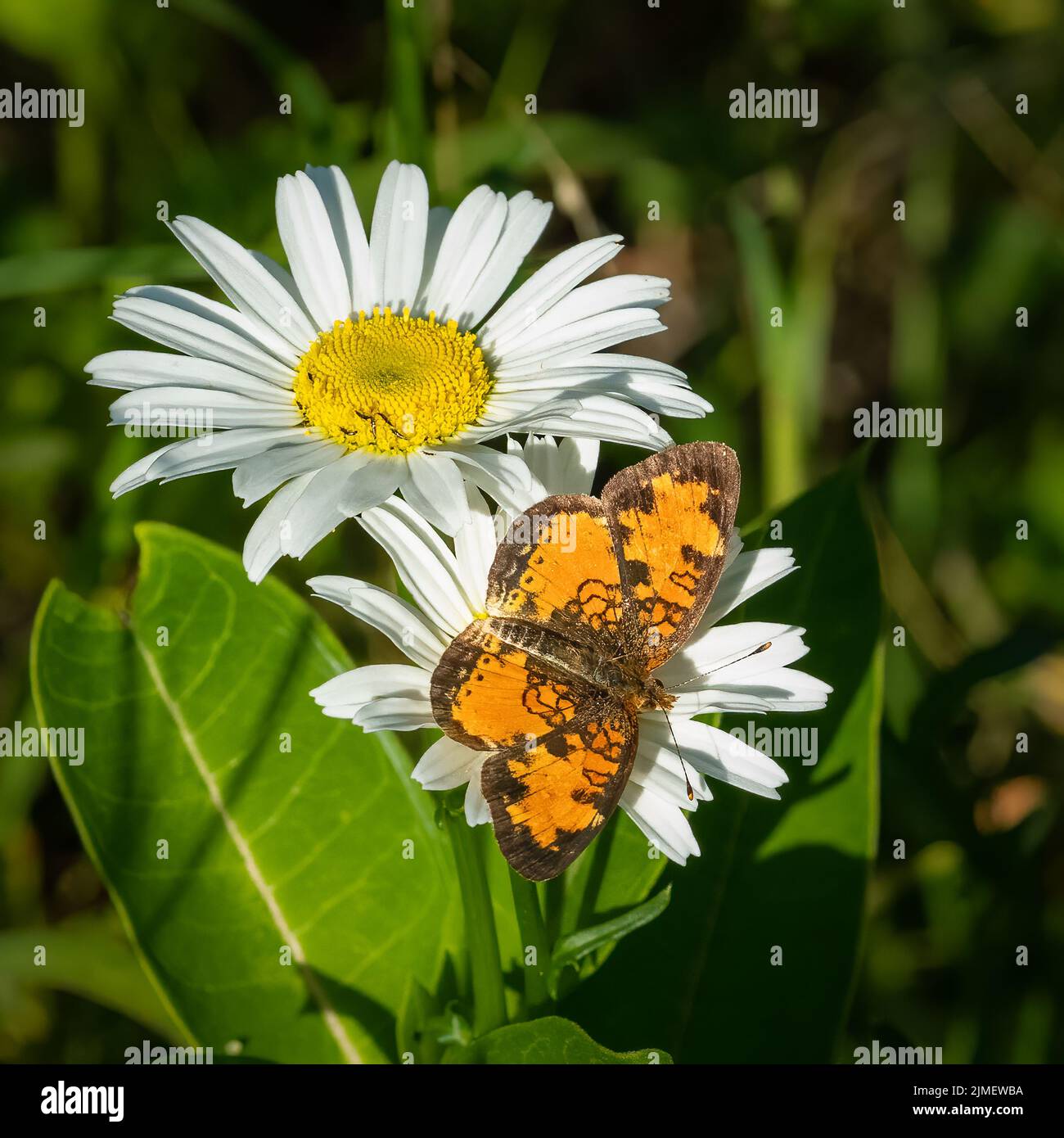 I photographed this Northern Crescent butterfly using my Sony A1 camera ...