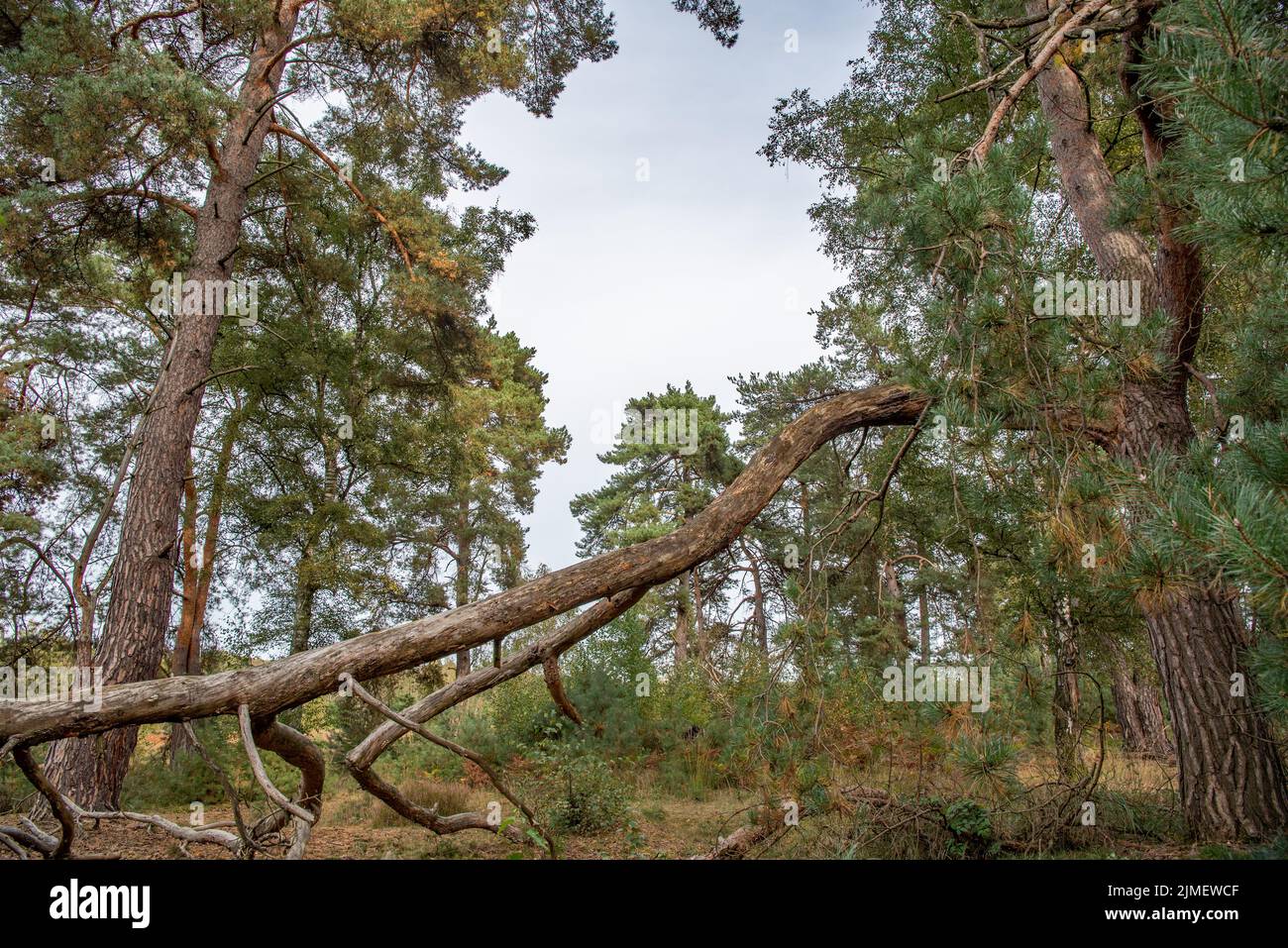 Gebrochene ba ume hi-res stock photography and images - Alamy