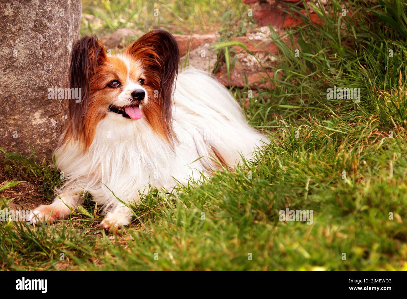 Papillon dog portrait hi-res stock photography and images - Alamy
