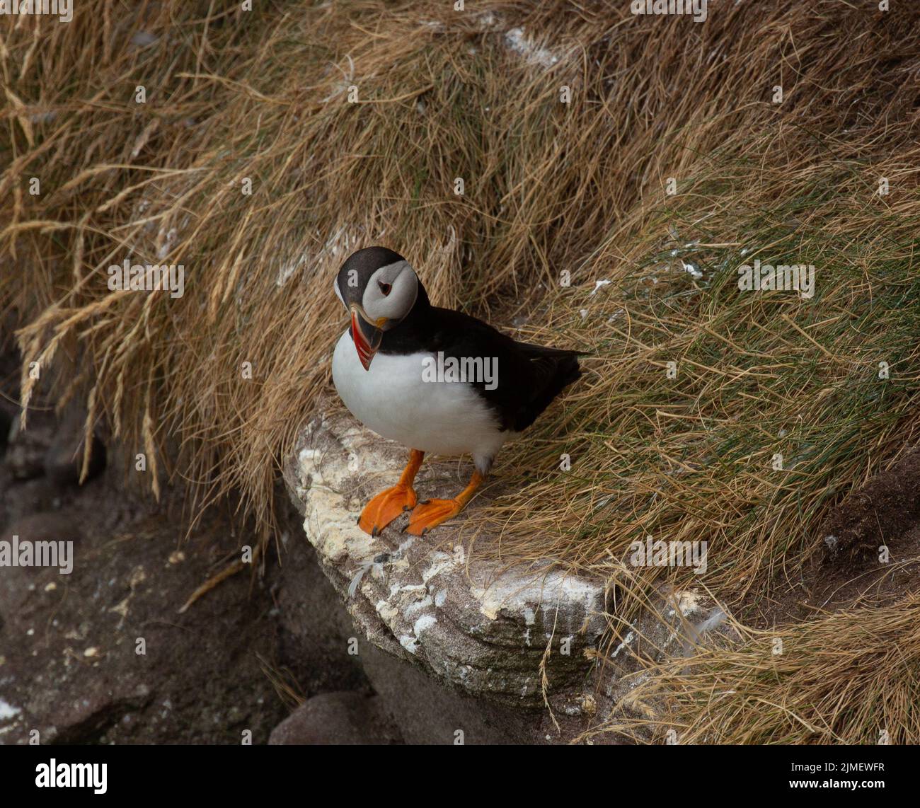 Puffin fowlsheugh hi-res stock photography and images - Alamy