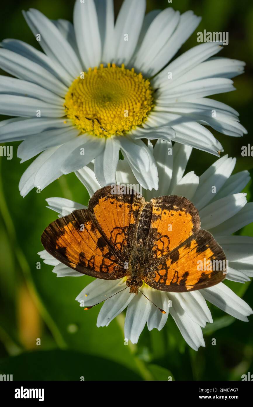 I photographed this Northern Crescent butterfly using my Sony A1 camera ...