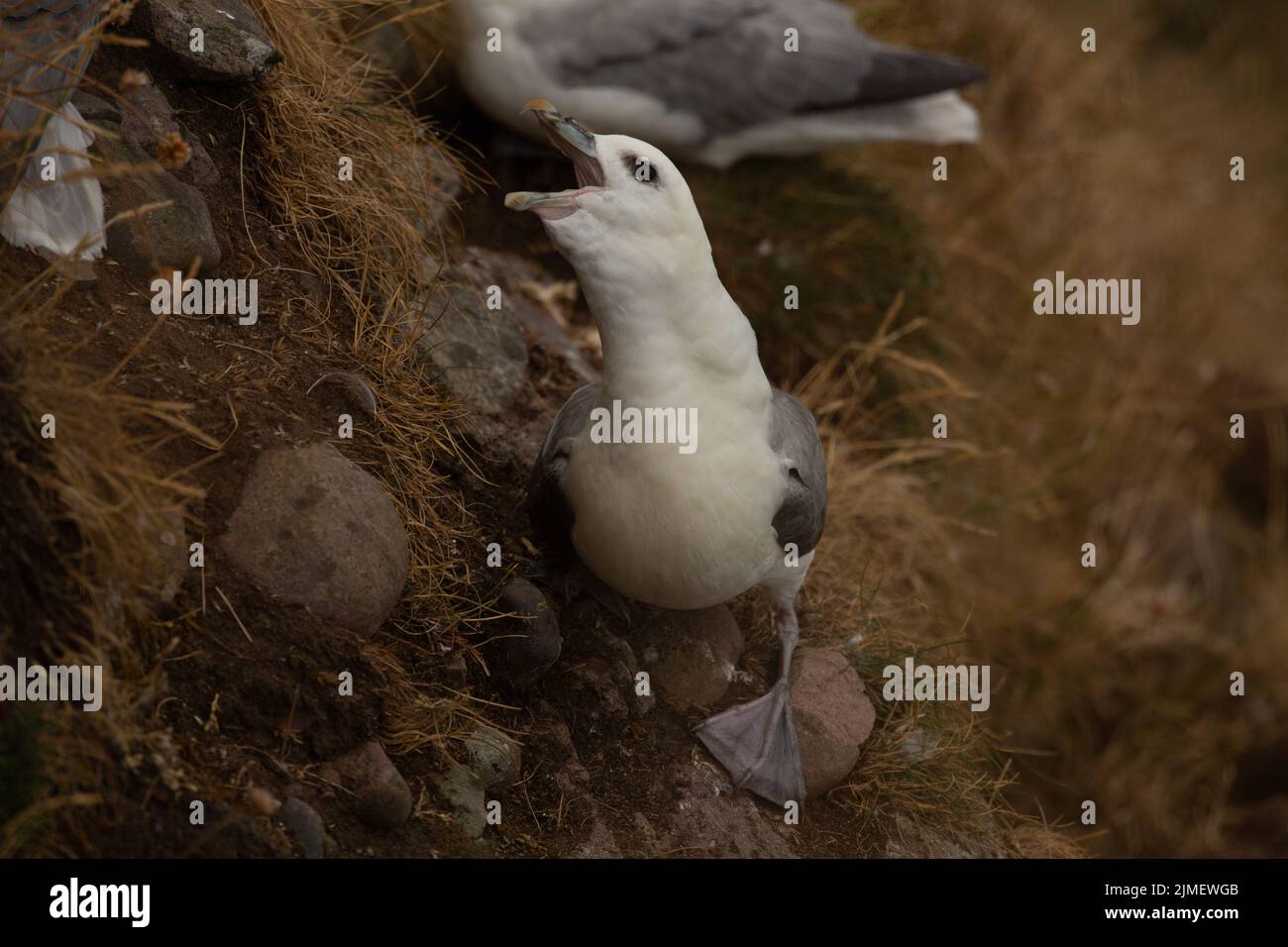 Petrel and shearwater family birds hi-res stock photography and images ...