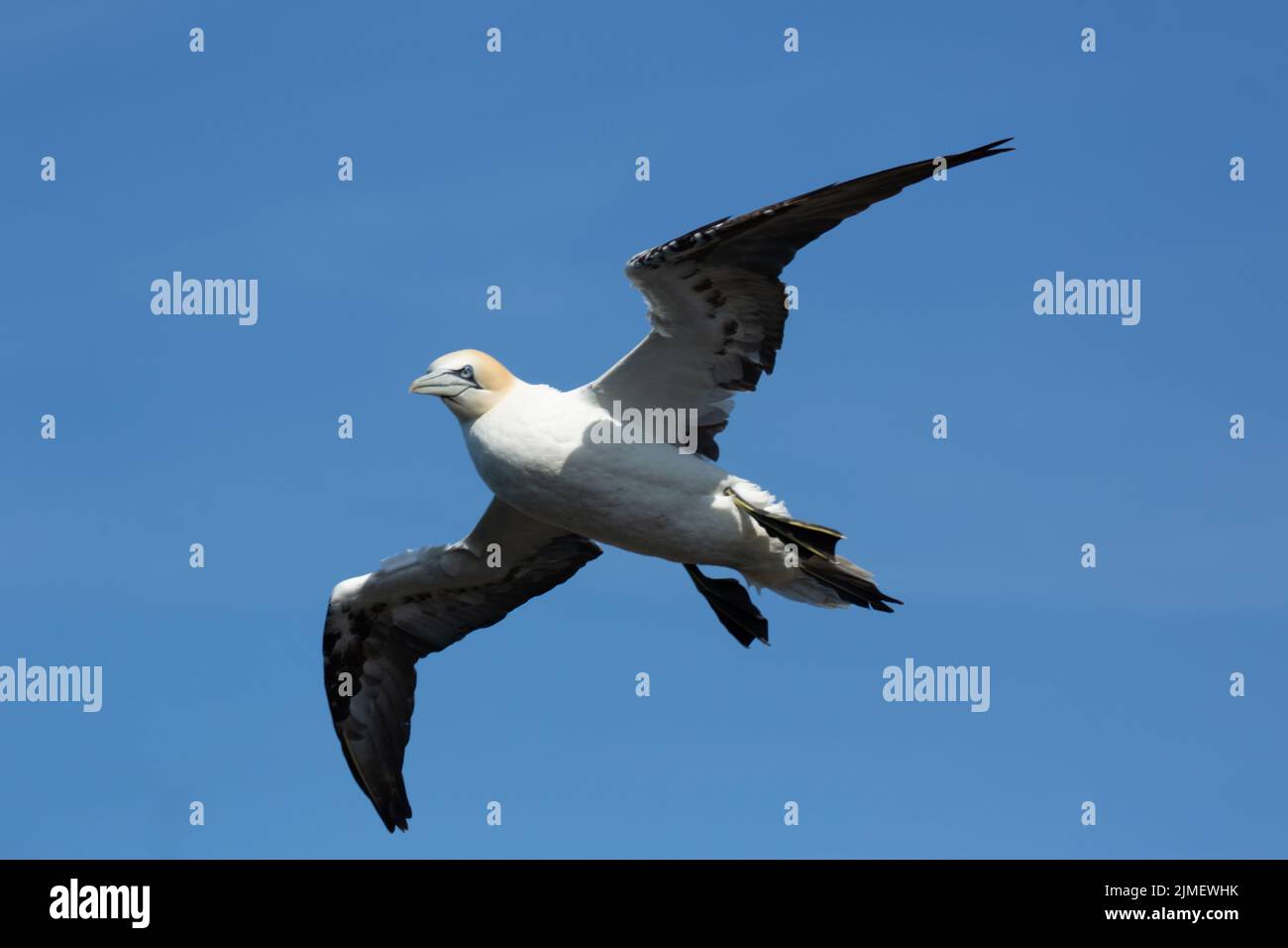 Macduff family hi-res stock photography and images - Alamy