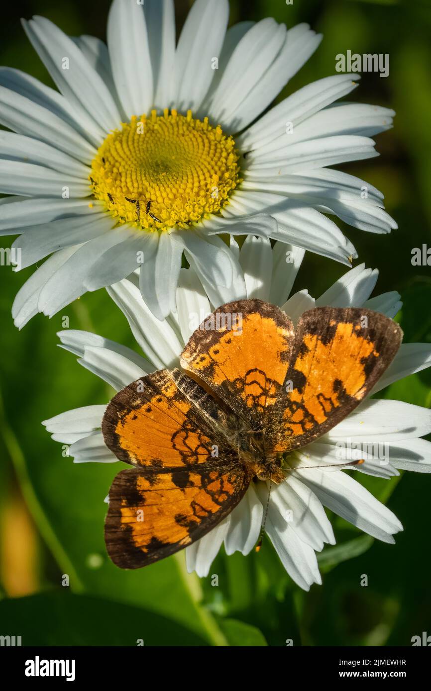 I photographed this Northern Crescent butterfly using my Sony A1 camera ...