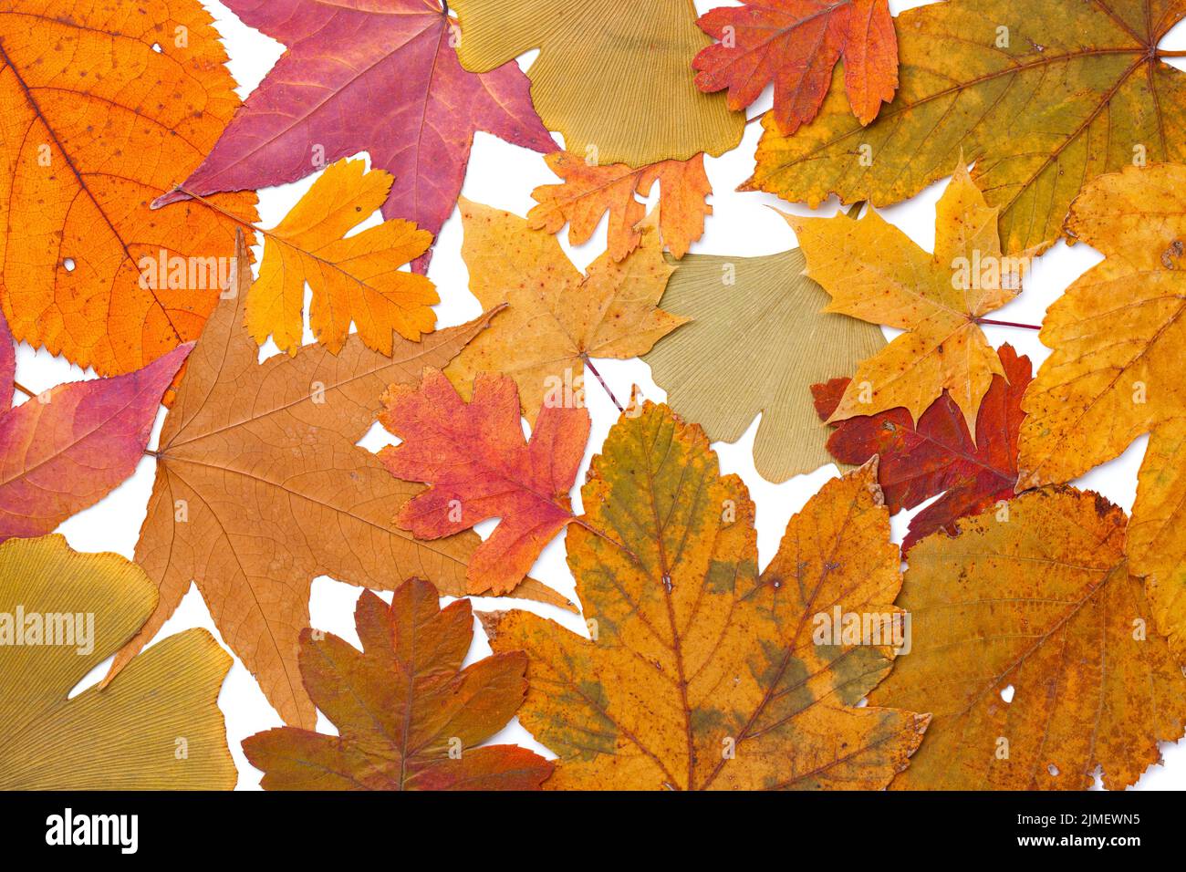 Flat lay of colorful leaves hi-res stock photography and images - Alamy