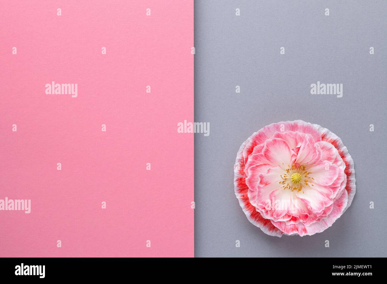 Geometric Composition Background With Pink Poppy Flower Stock Photo - Alamy