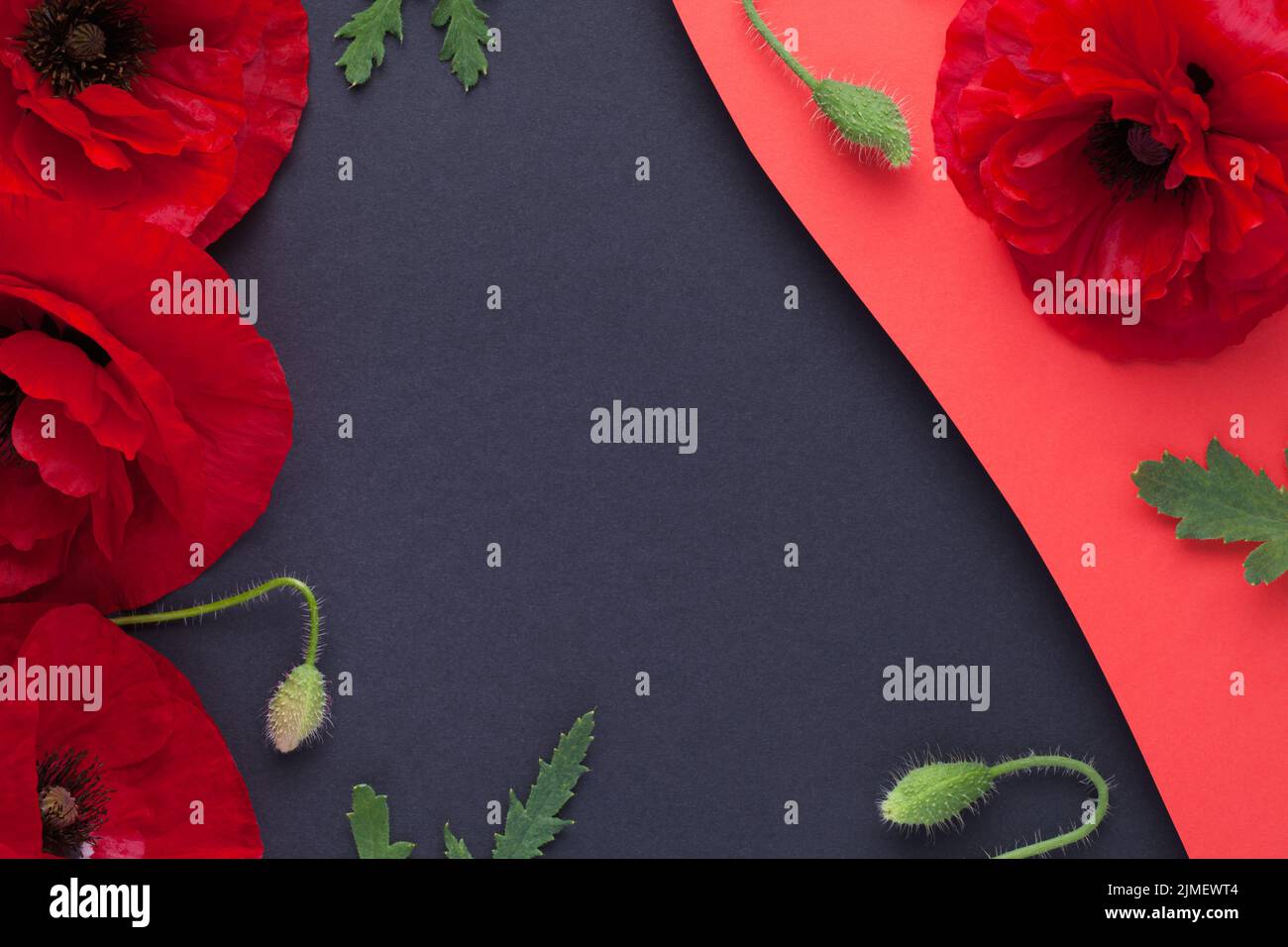 Poppy Flowers Composition On Dark Paper Background Stock Photo - Alamy