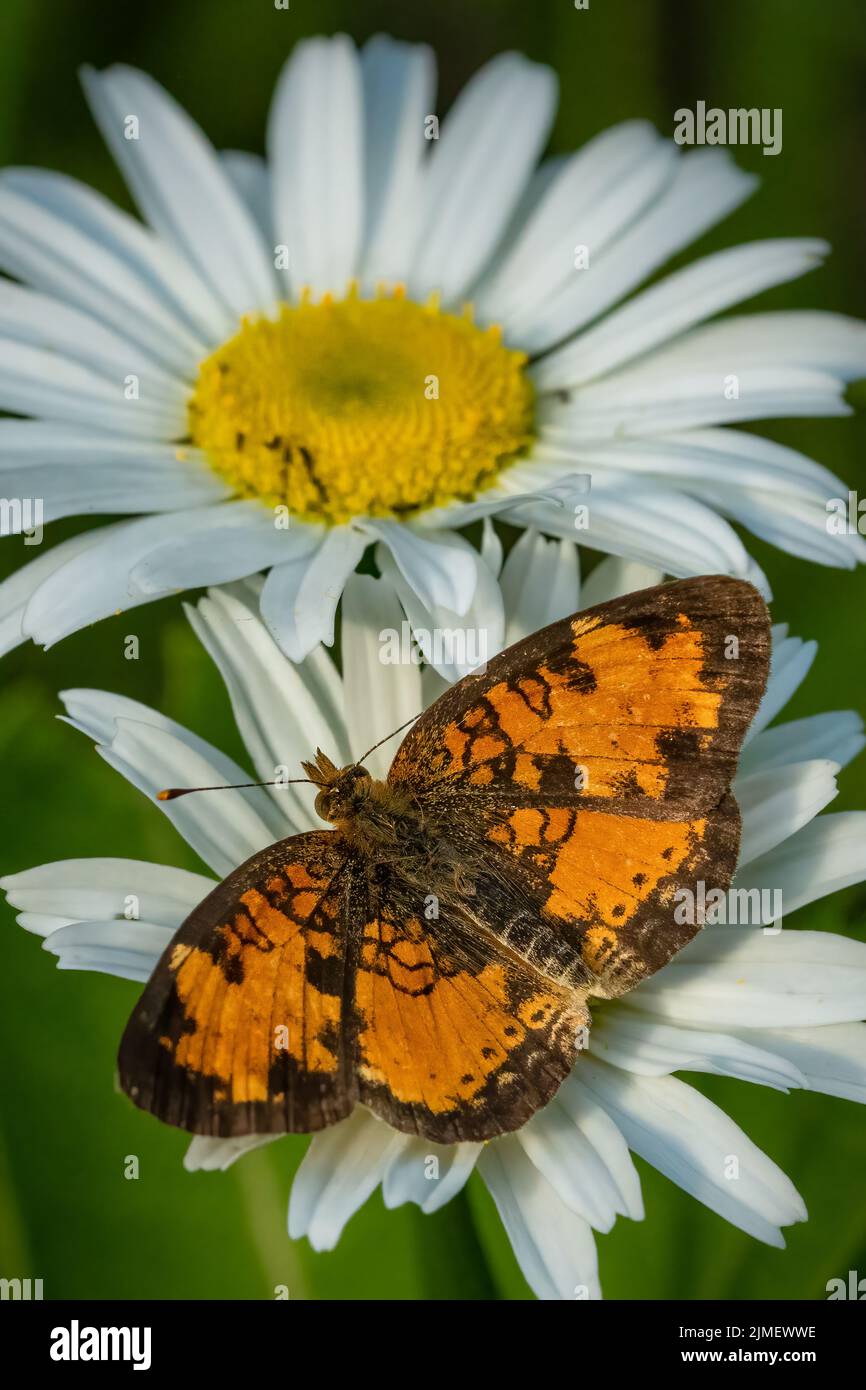 I photographed this Northern Crescent butterfly using my Sony A1 camera ...