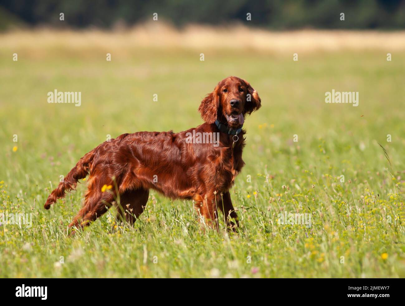 Happy irish setter dog puppy panting in the meadow grass. Hiking ...