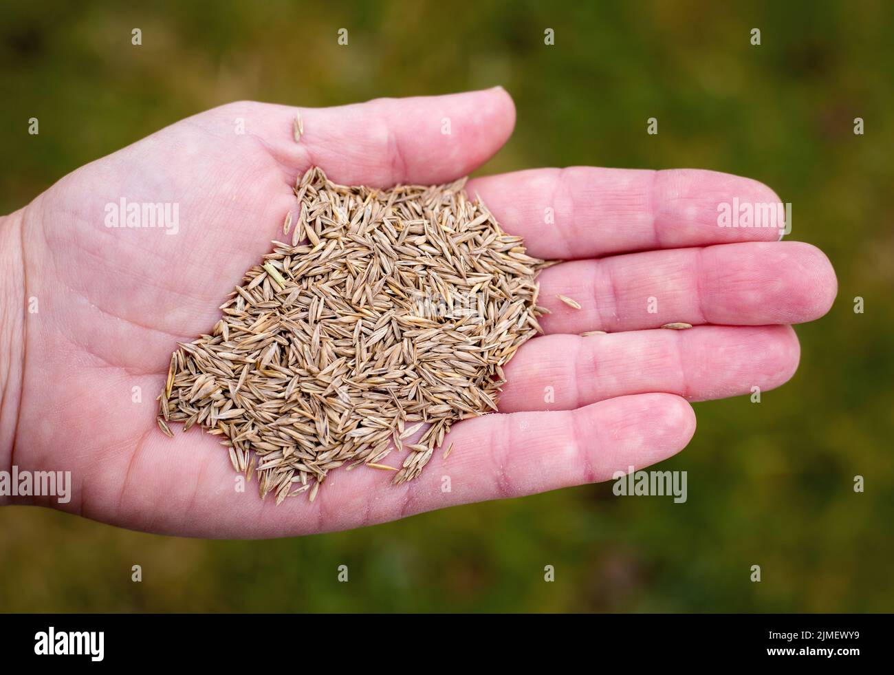 Grass seeds in gardener's hand on green background. Spring garden ...