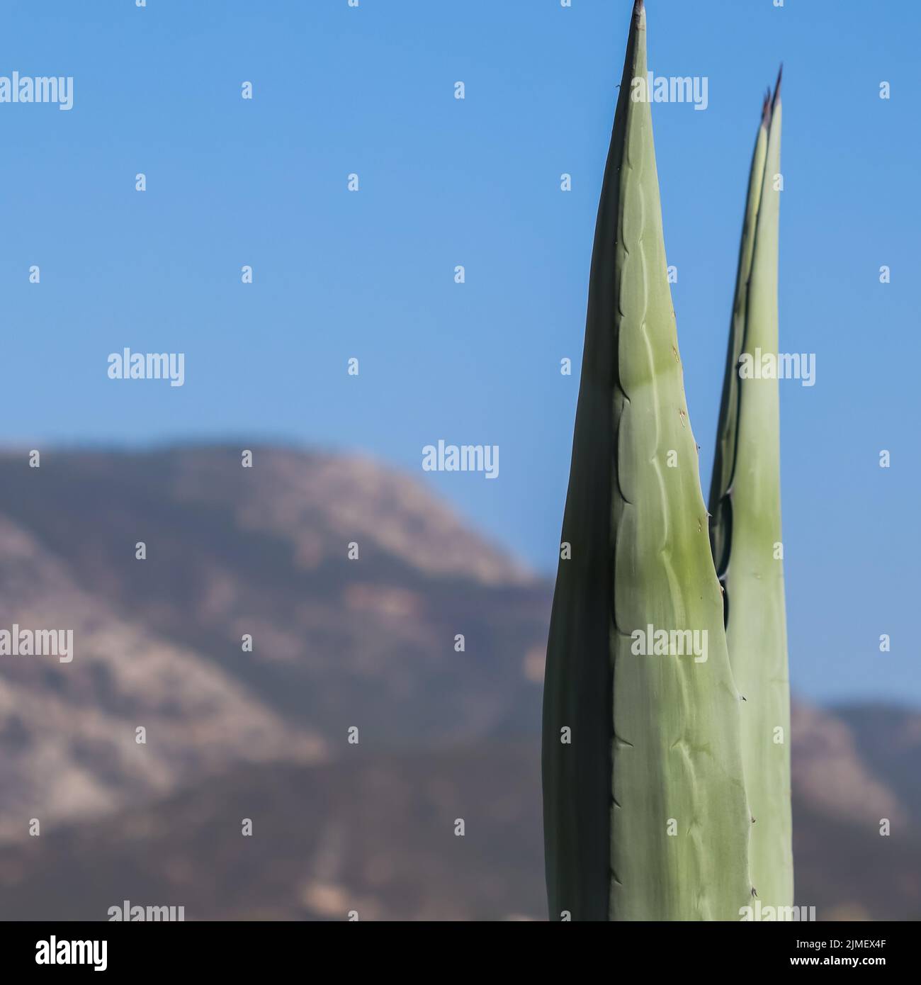 Agave leaves hi-res stock photography and images - Alamy