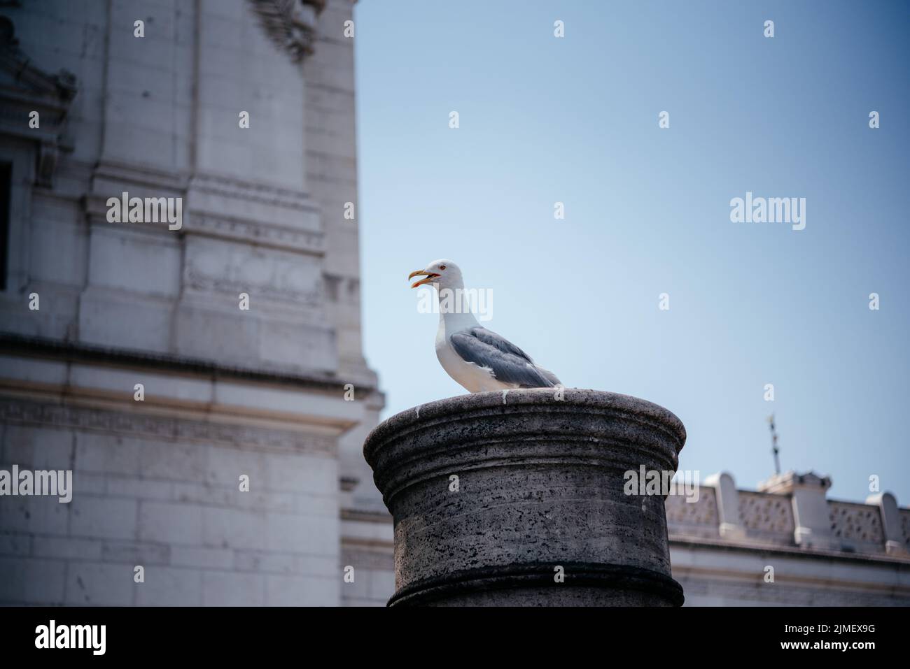 A seagull sitting on an antique stone column against the walls of the ...