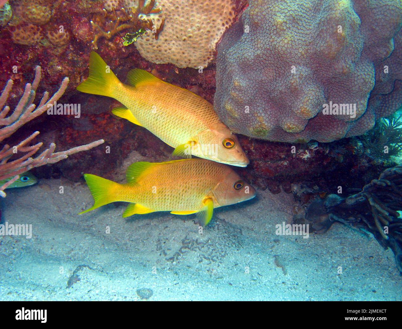 A closeup shot of two Amarillo Snapper fishes near coral reefs in a ...