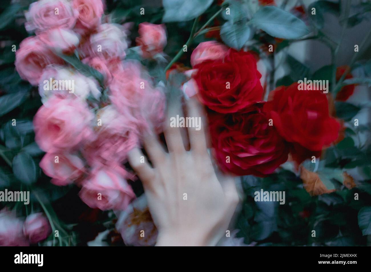 Hand Touching Roses. Red and Pink Roses Stock Photo - Alamy