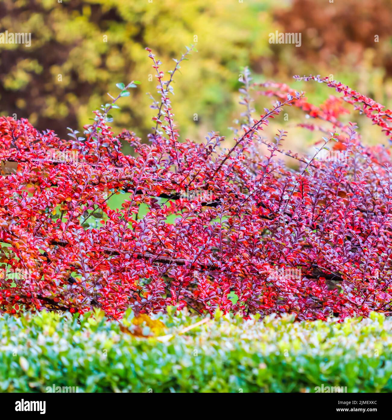 Red leaves and fruits on branches of a cotoneaster horizontalis bush in ...
