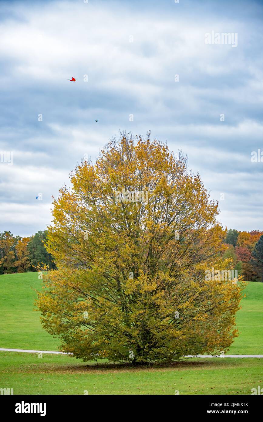 Hornbeam carpinus betulus foliage autumn leaves hi-res stock ...