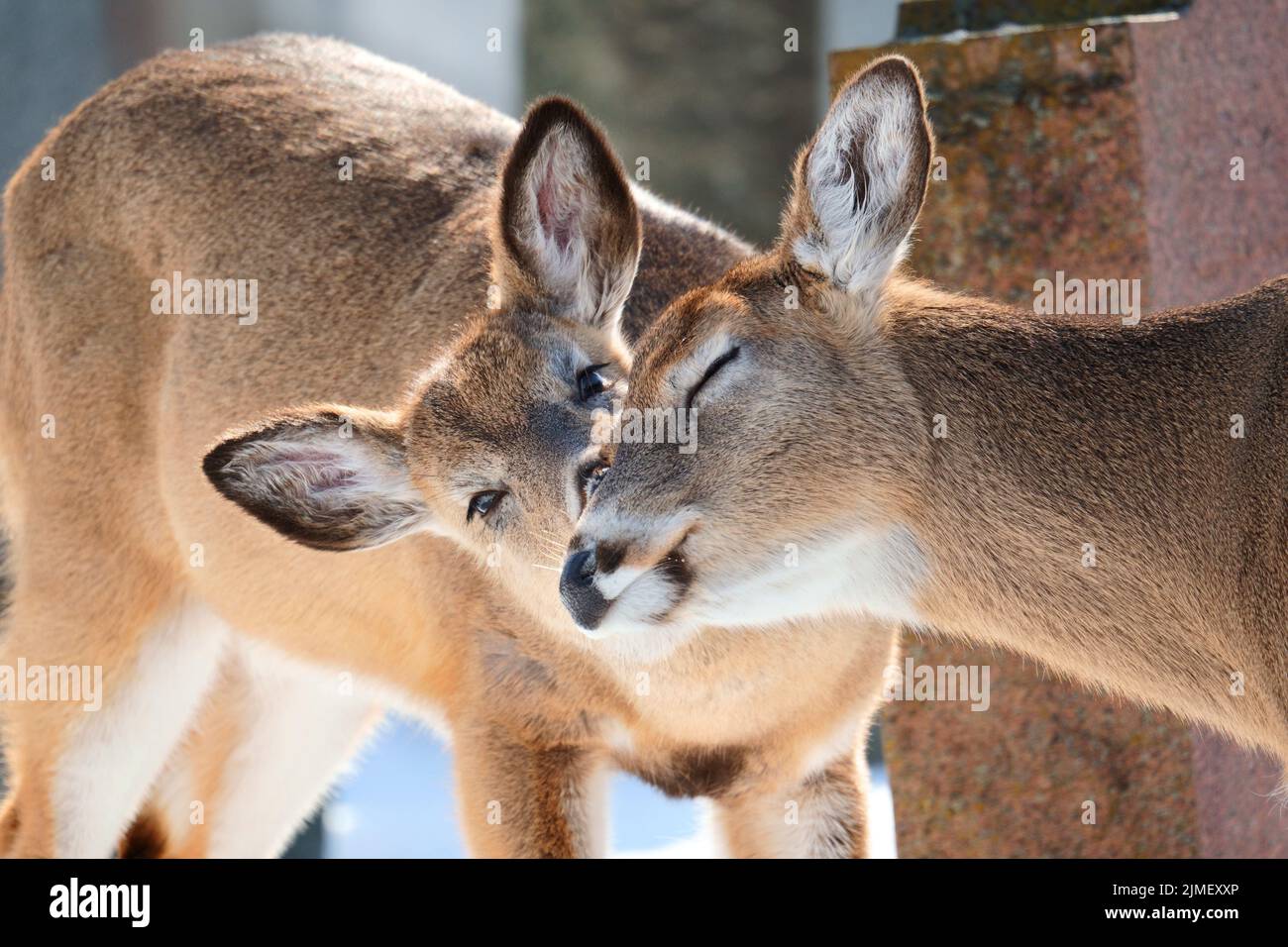 A beautiful and warm shot of two deers kissing each other Stock Photo ...