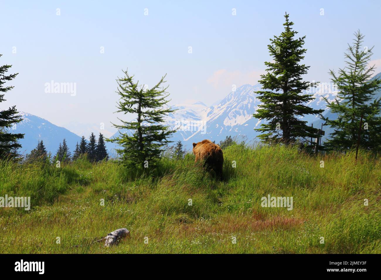 Grizzly at the Alaska Wildlife Conservation Center Stock Photo - Alamy
