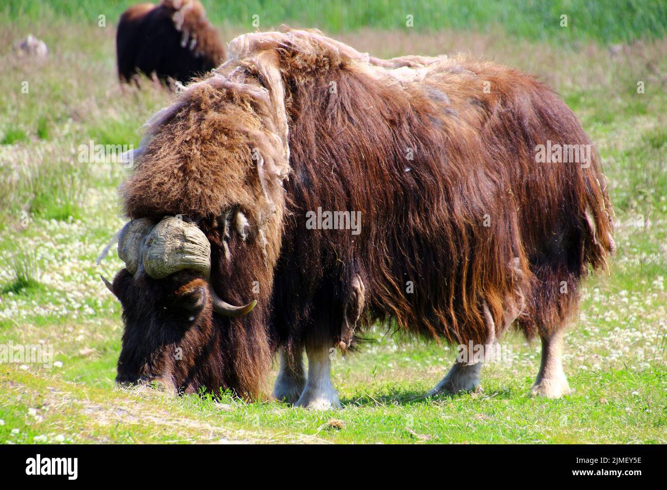 Alaska wildlife big horn hi-res stock photography and images - Alamy