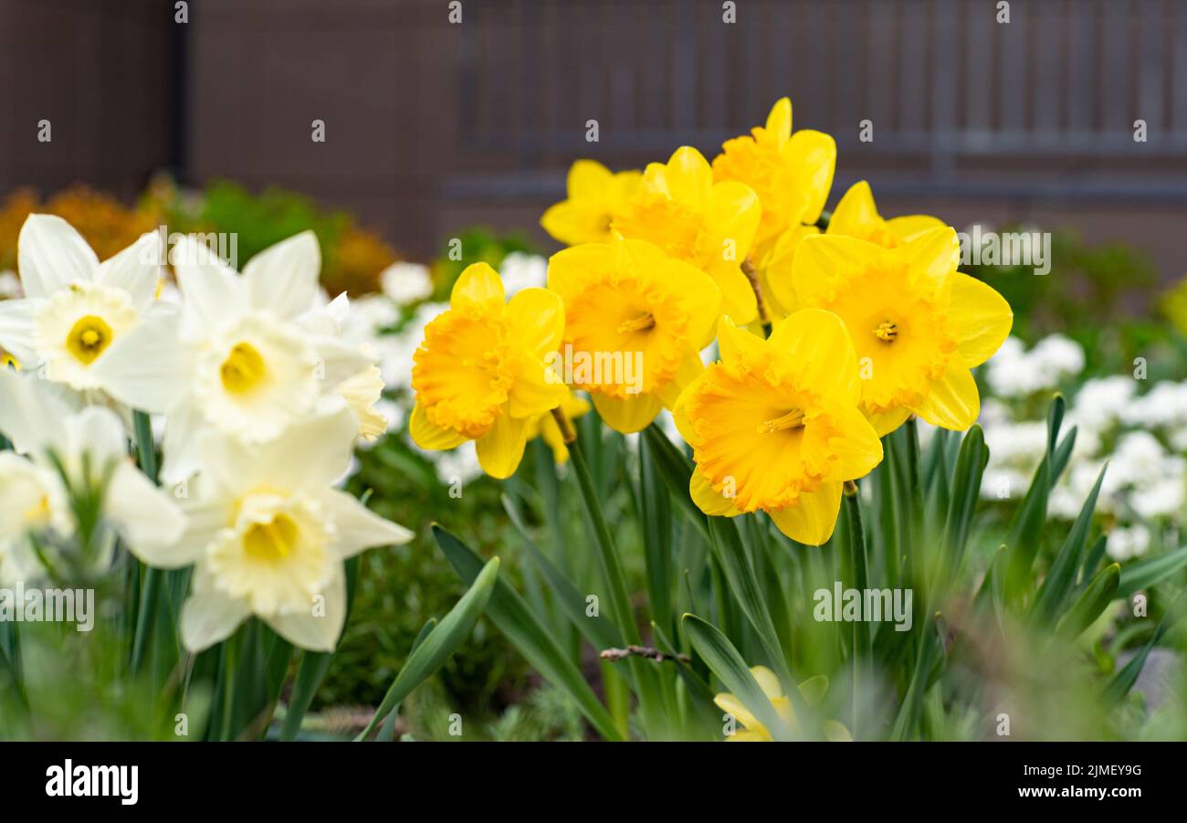 Yellow flowers daffodils in a flower bed. Spring flower Narcissus ...
